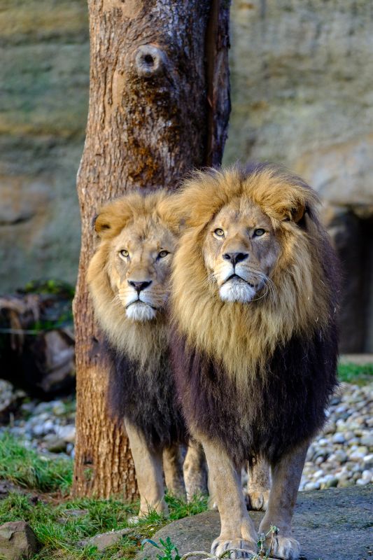 Zoo München - Tierpark Hellabrunn | tiergaerten.de